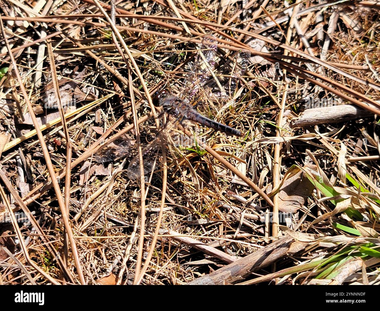 Blue Corporal (Ladona deplanata Stock Photo - Alamy