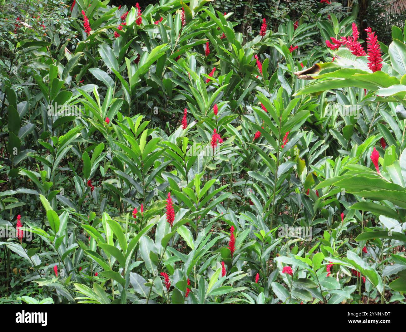 Red Ginger (Alpinia purpurata Stock Photo - Alamy