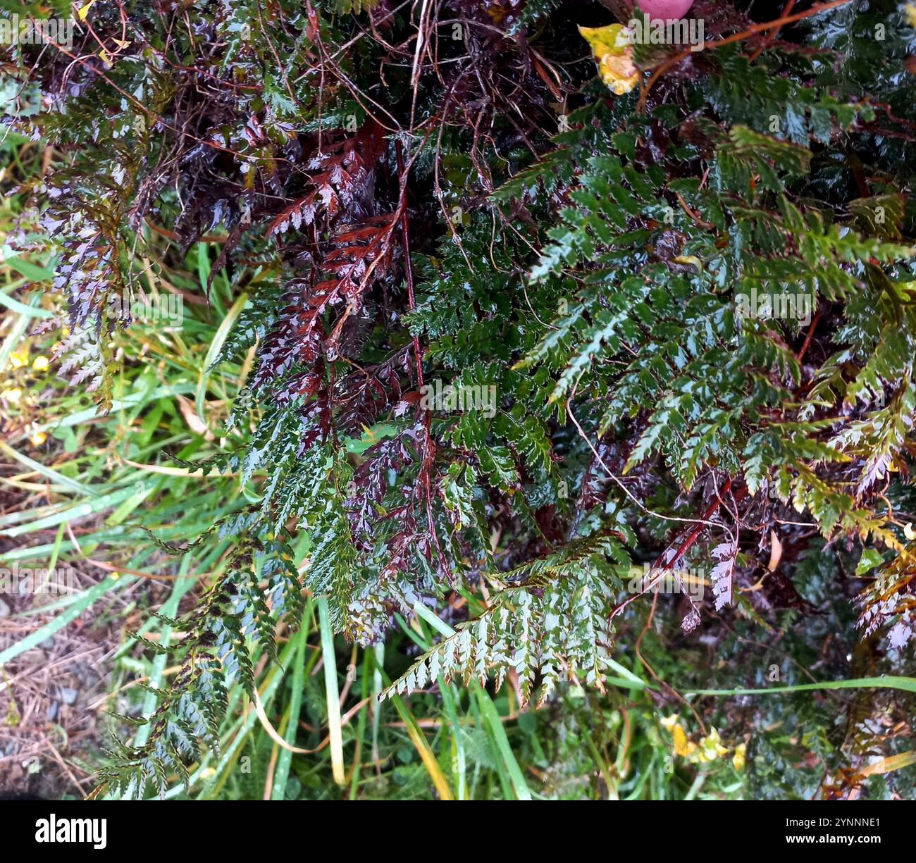 Prickly shield fern hi-res stock photography and images - Alamy