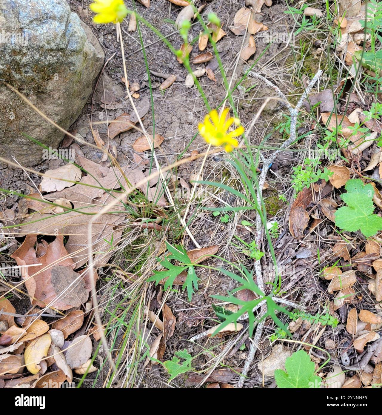 California buttercup (Ranunculus californicus Stock Photo - Alamy