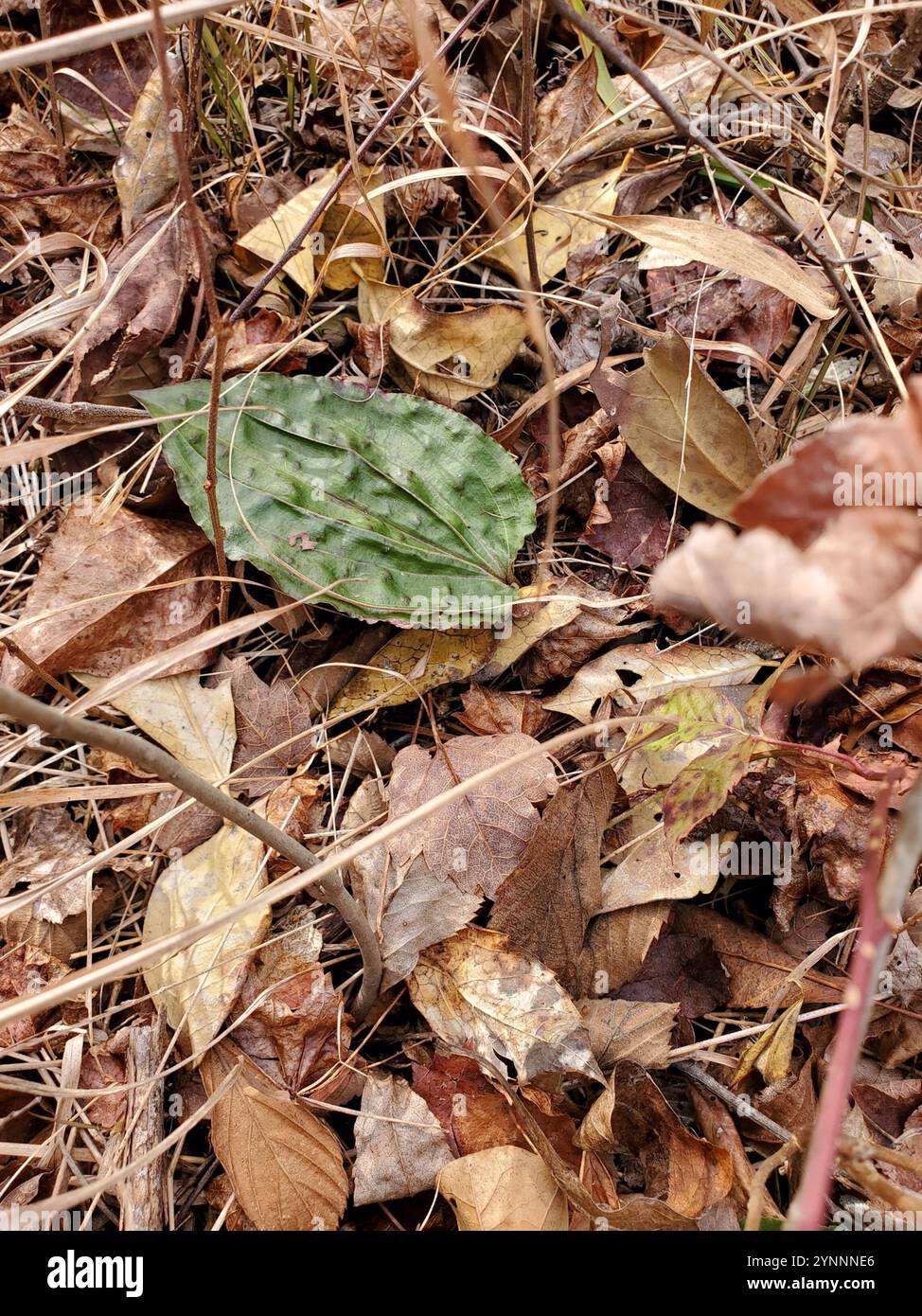 crane-fly orchid (Tipularia discolor Stock Photo - Alamy