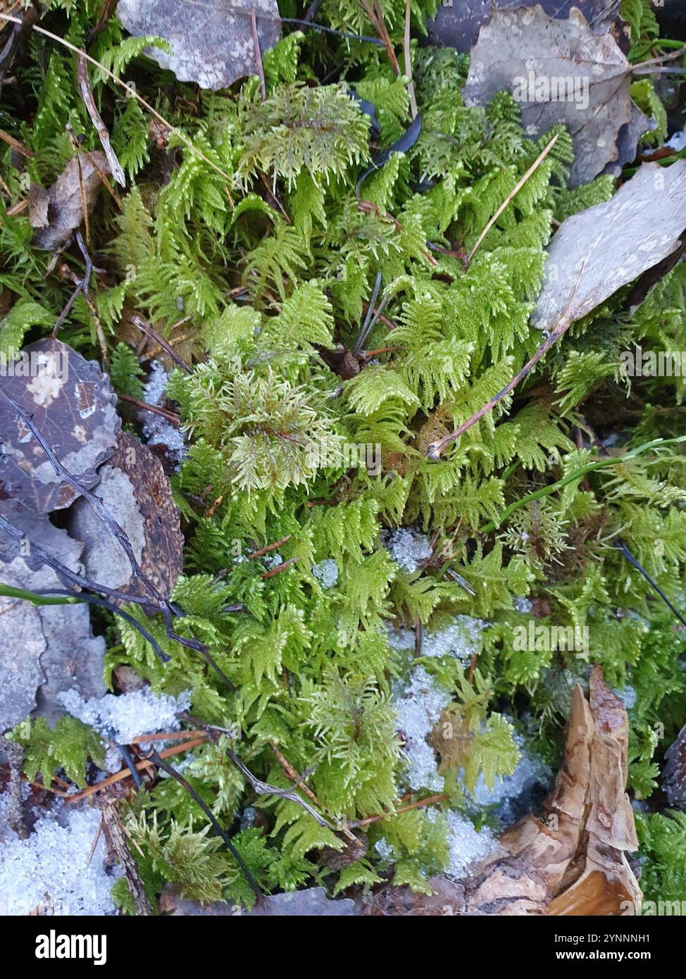 Ostrich-plume Moss (Ptilium crista-castrensis Stock Photo - Alamy