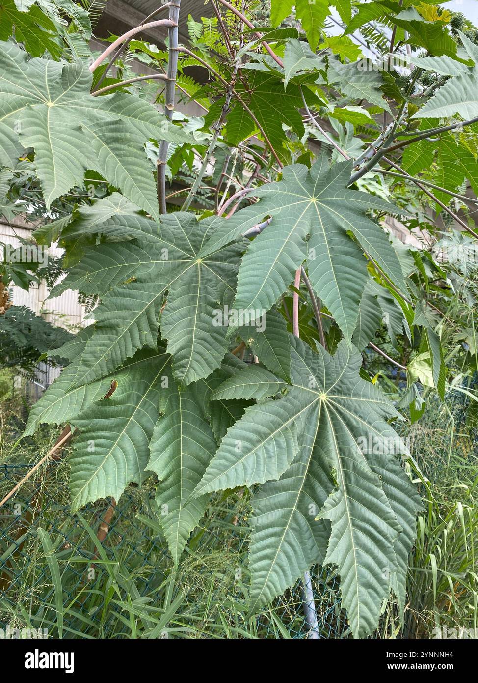 castor bean (Ricinus communis Stock Photo - Alamy