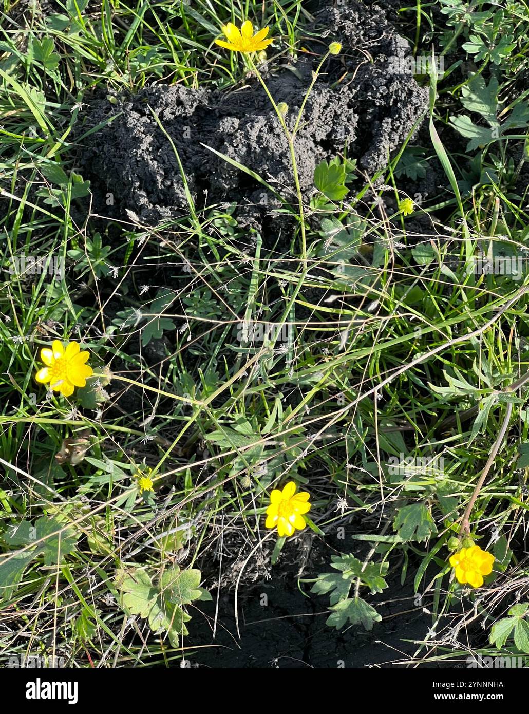 Ranunculus californicus hi-res stock photography and images - Alamy
