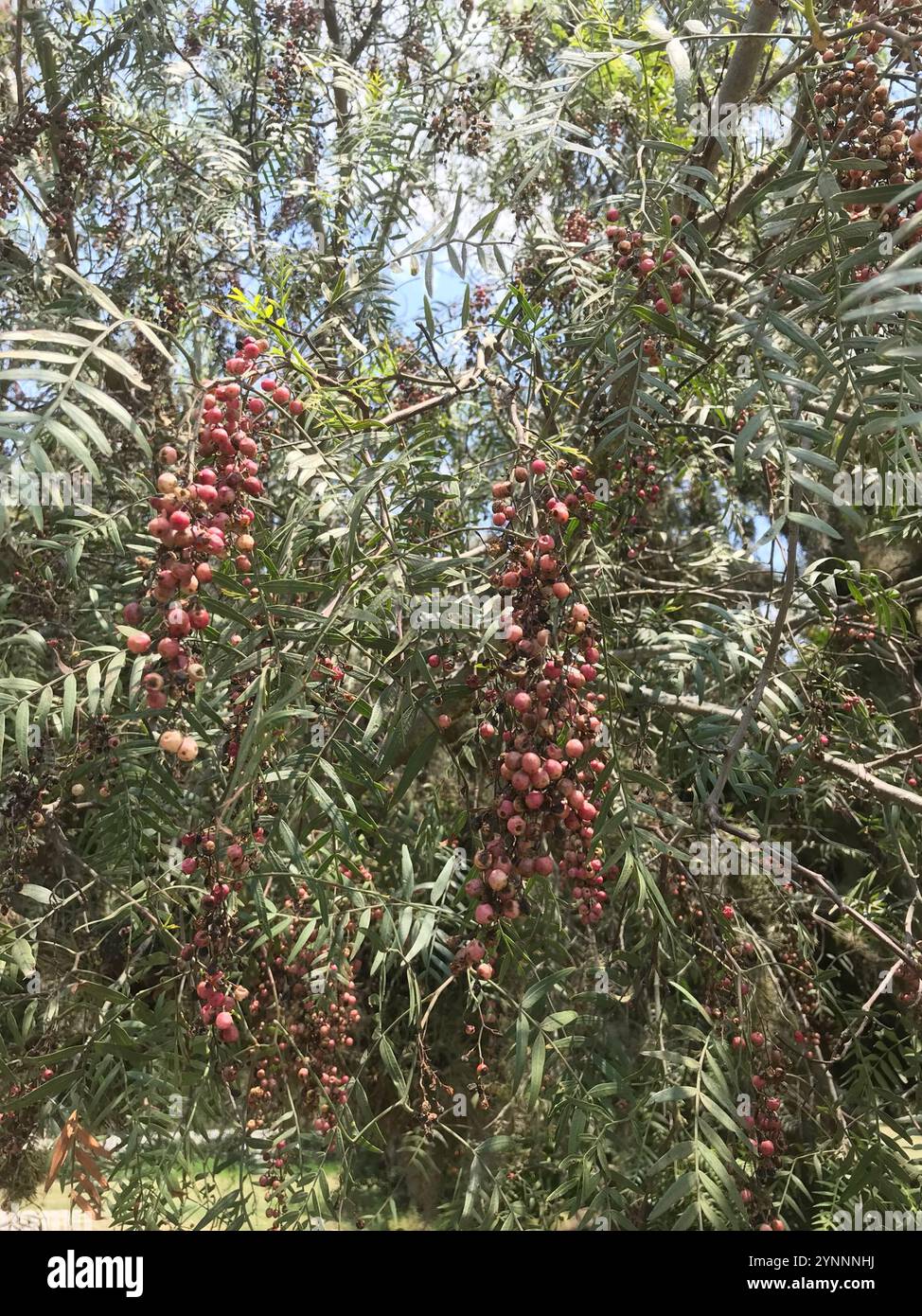 Peruvian Pepper Tree (Schinus molle Stock Photo - Alamy