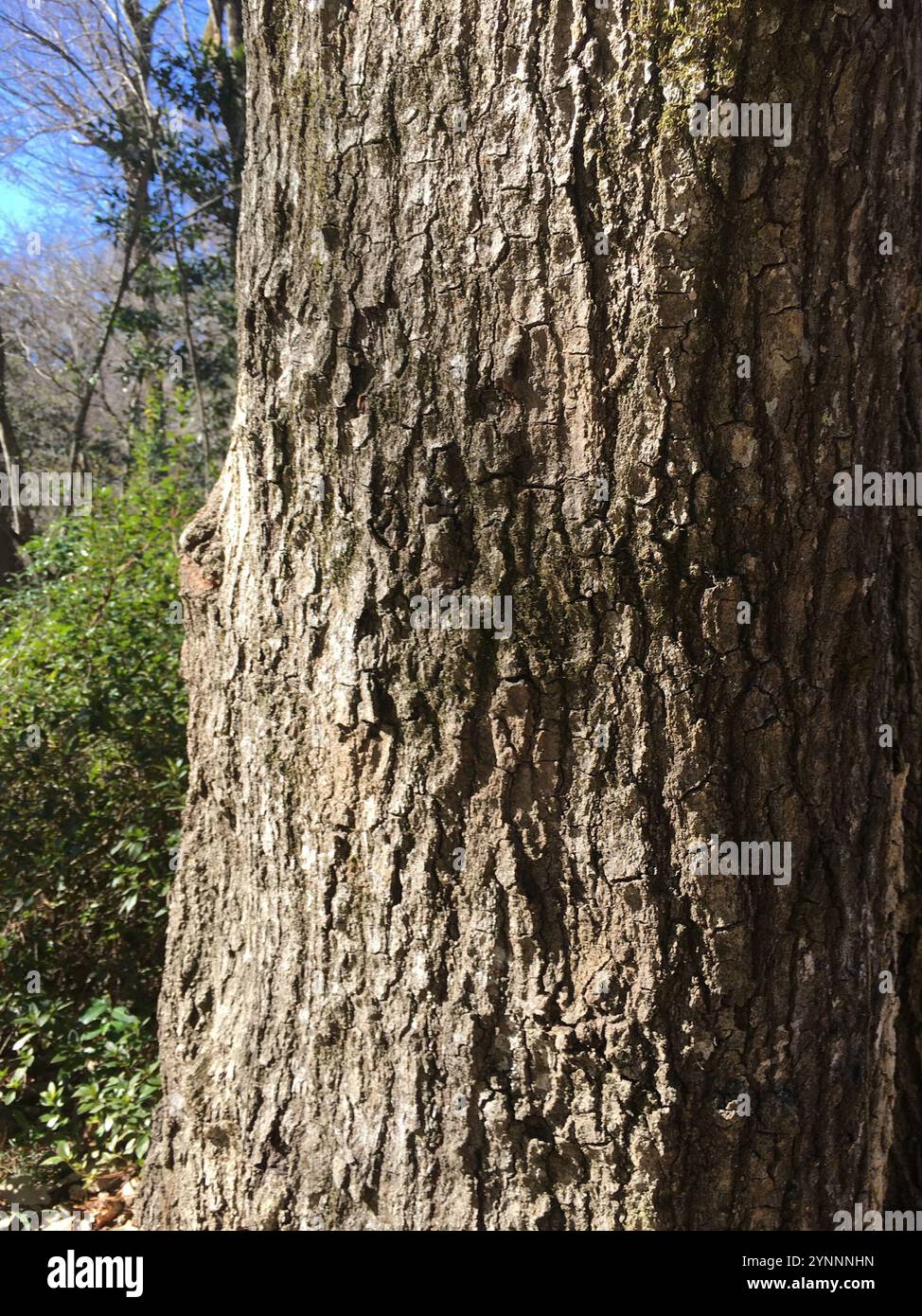 Darlington Oak (Quercus hemisphaerica Stock Photo - Alamy