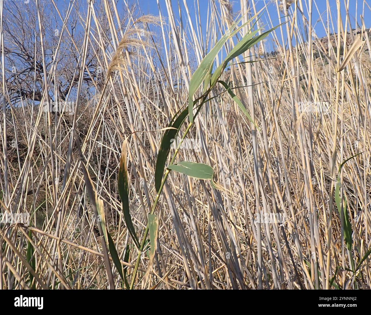 common reed (Phragmites australis Stock Photo - Alamy