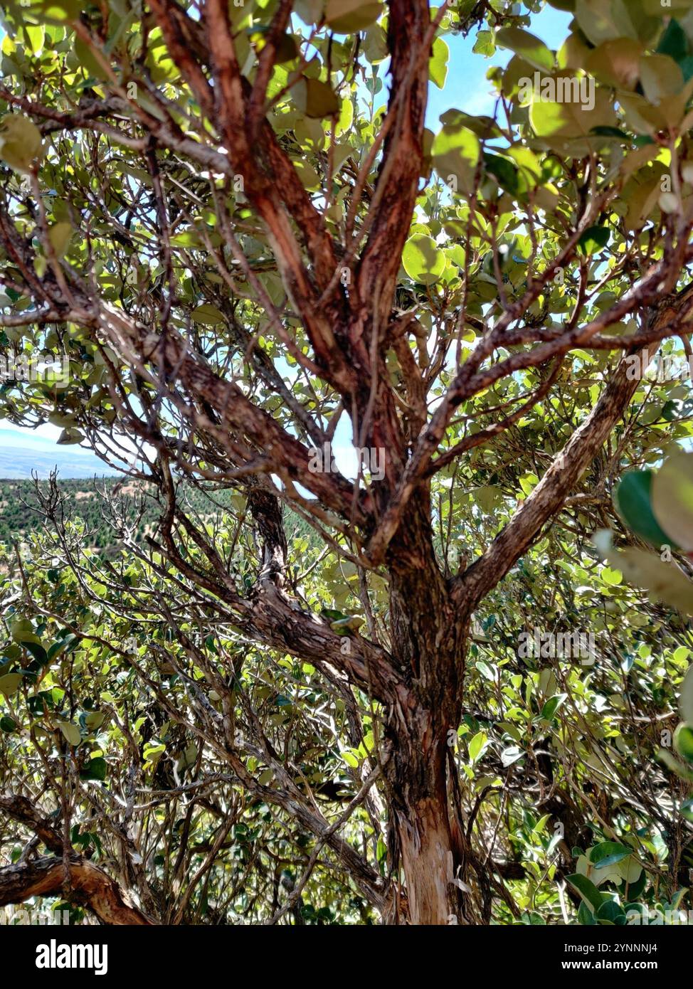 Common tree daisy (Olearia arborescens Stock Photo - Alamy