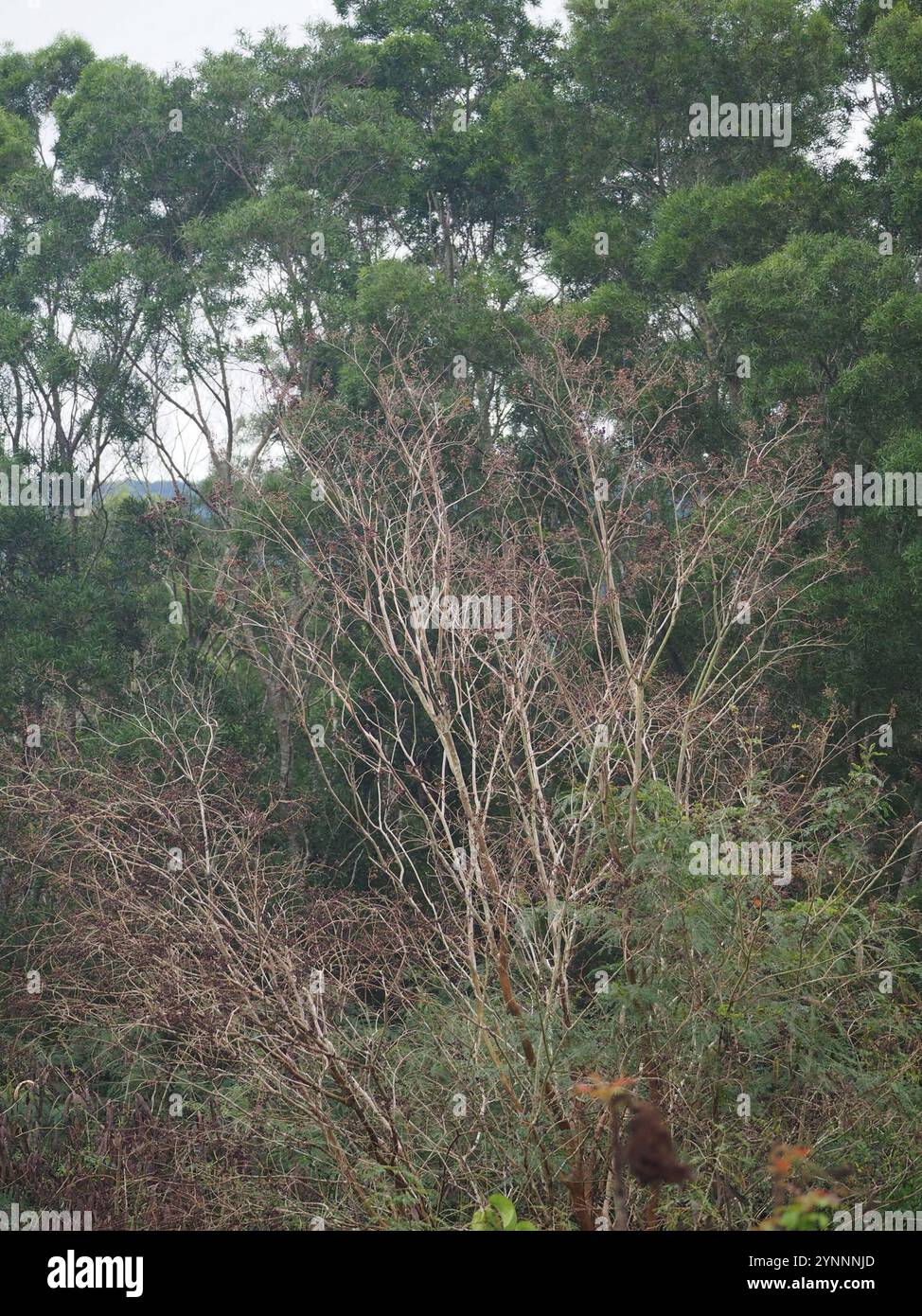 Subcostate Crape Myrtle (Lagerstroemia subcostata Stock Photo - Alamy