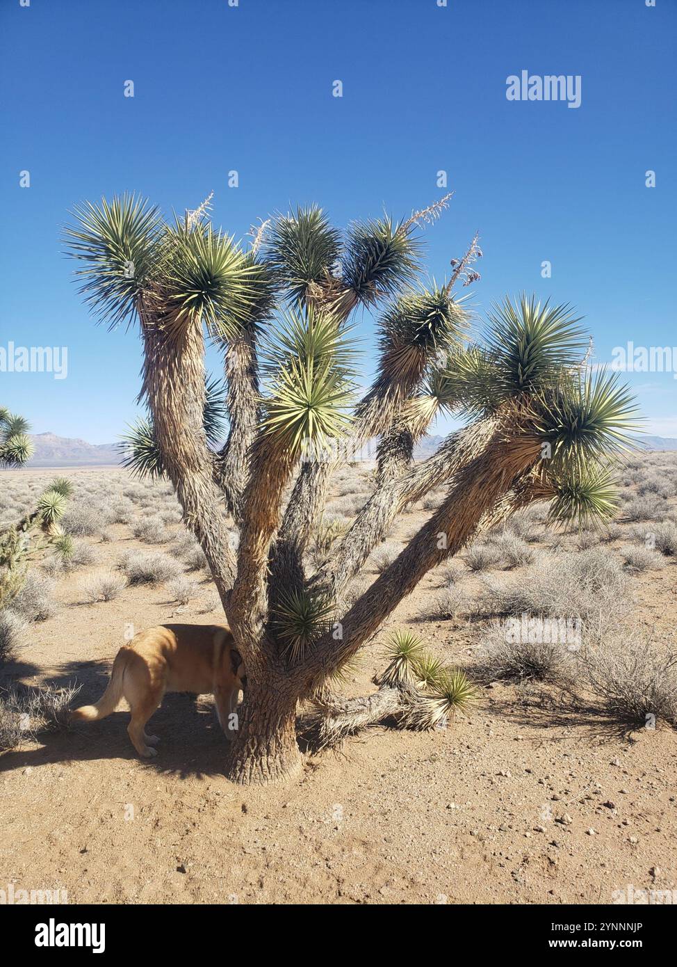 Joshua Tree (Yucca brevifolia Stock Photo - Alamy