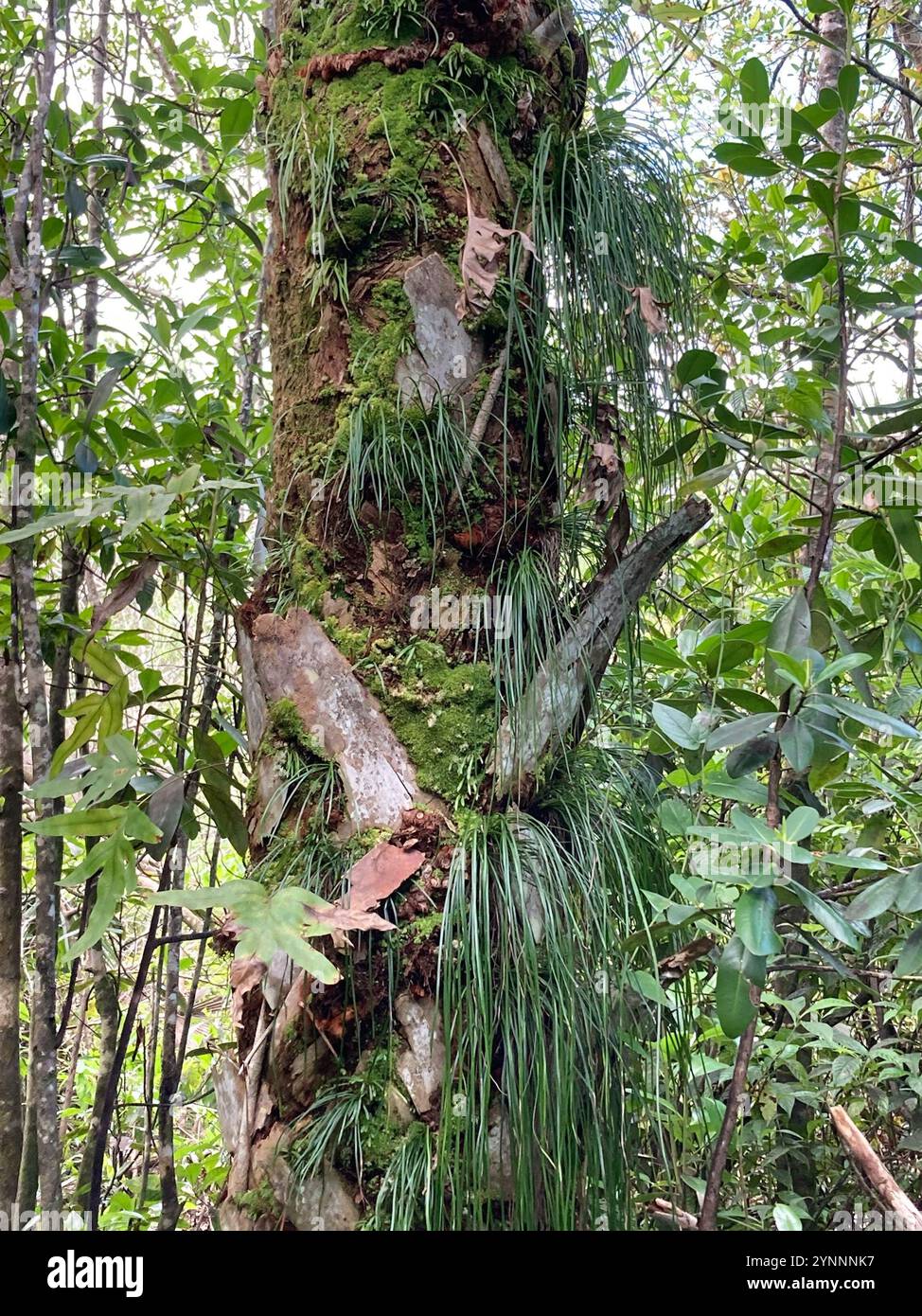 Shoestring Fern (Vittaria lineata Stock Photo - Alamy