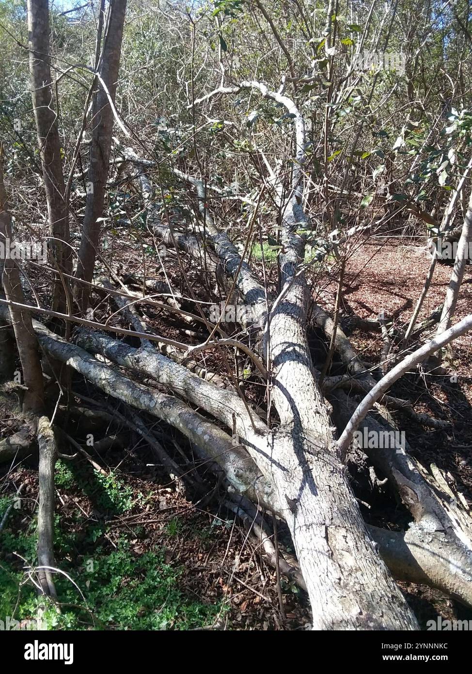 Chinese Tallow (Triadica sebifera Stock Photo - Alamy