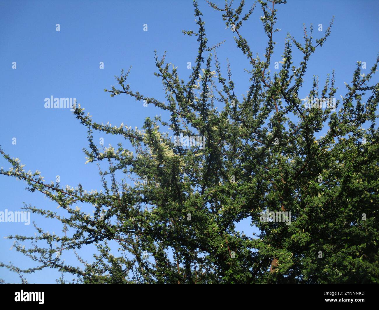 Purplepod clusterleaf (Terminalia prunioides Stock Photo - Alamy
