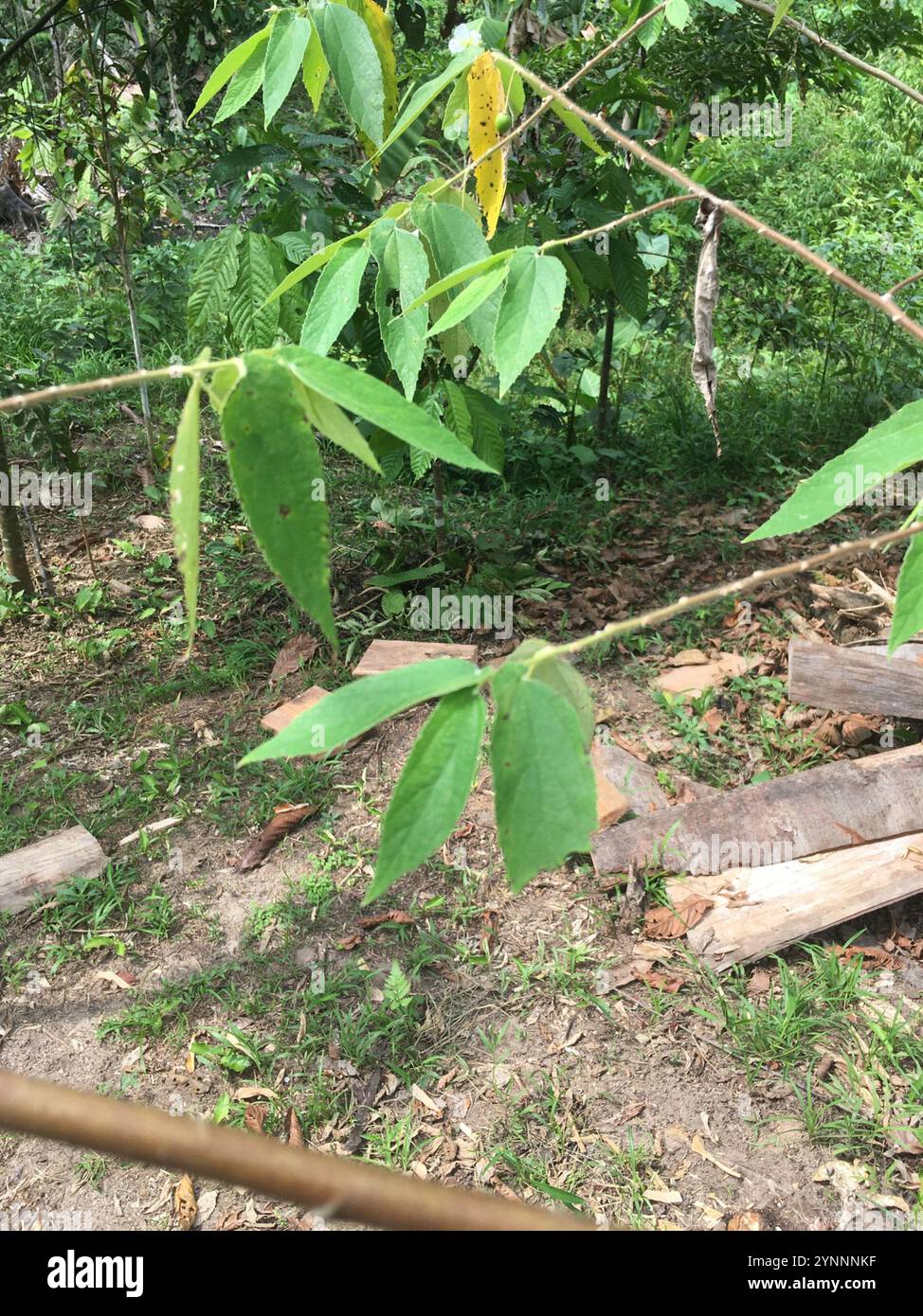 calabur tree (Muntingia calabura Stock Photo - Alamy