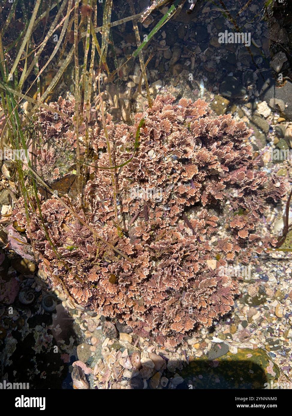 Common Coralline (Corallina officinalis Stock Photo - Alamy