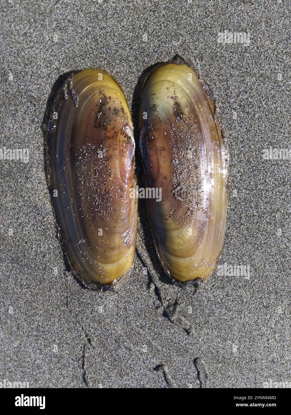 Pacific Razor Clam (Siliqua patula Stock Photo - Alamy