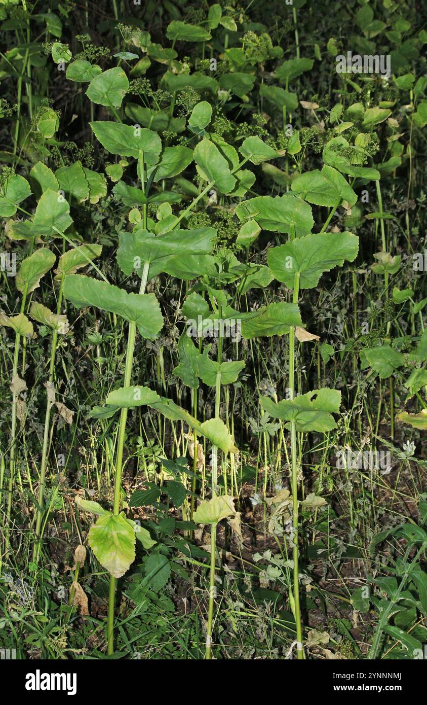Perfoliate Alexanders (Smyrnium perfoliatum Stock Photo - Alamy