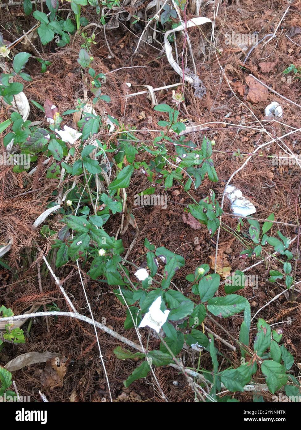 Rubus cuneifolius hi-res stock photography and images - Alamy
