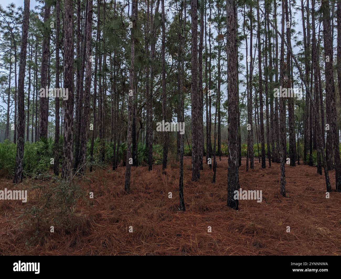 longleaf pine (Pinus palustris Stock Photo - Alamy