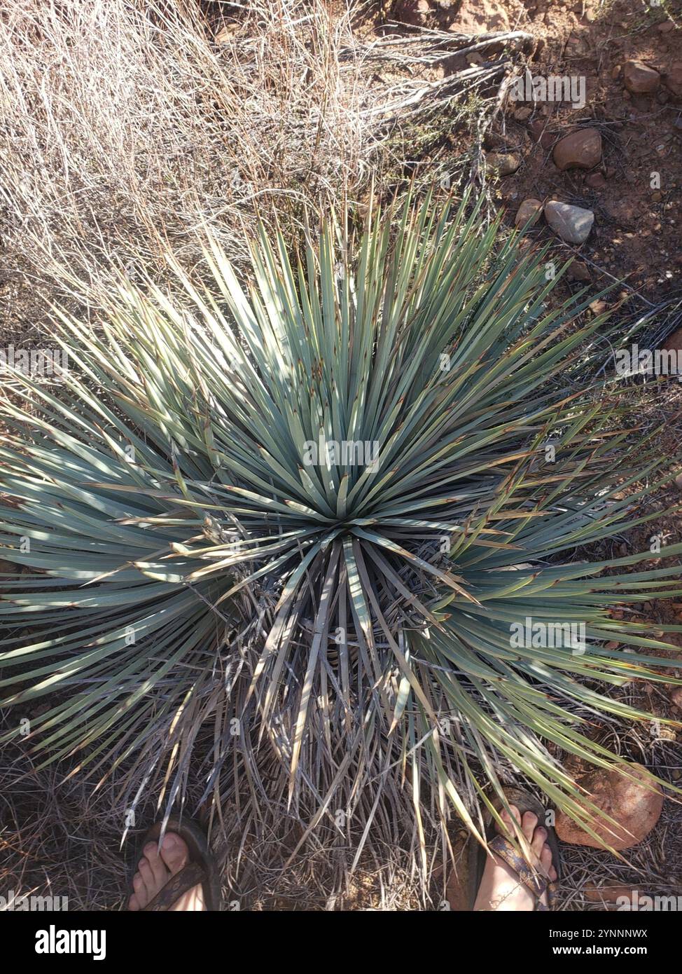 chaparral yucca (Hesperoyucca whipplei Stock Photo - Alamy