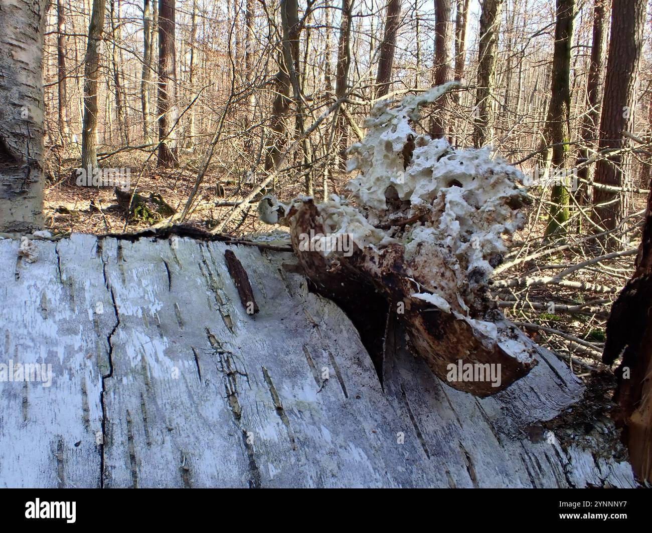 birch polypore (Fomitopsis betulina Stock Photo - Alamy