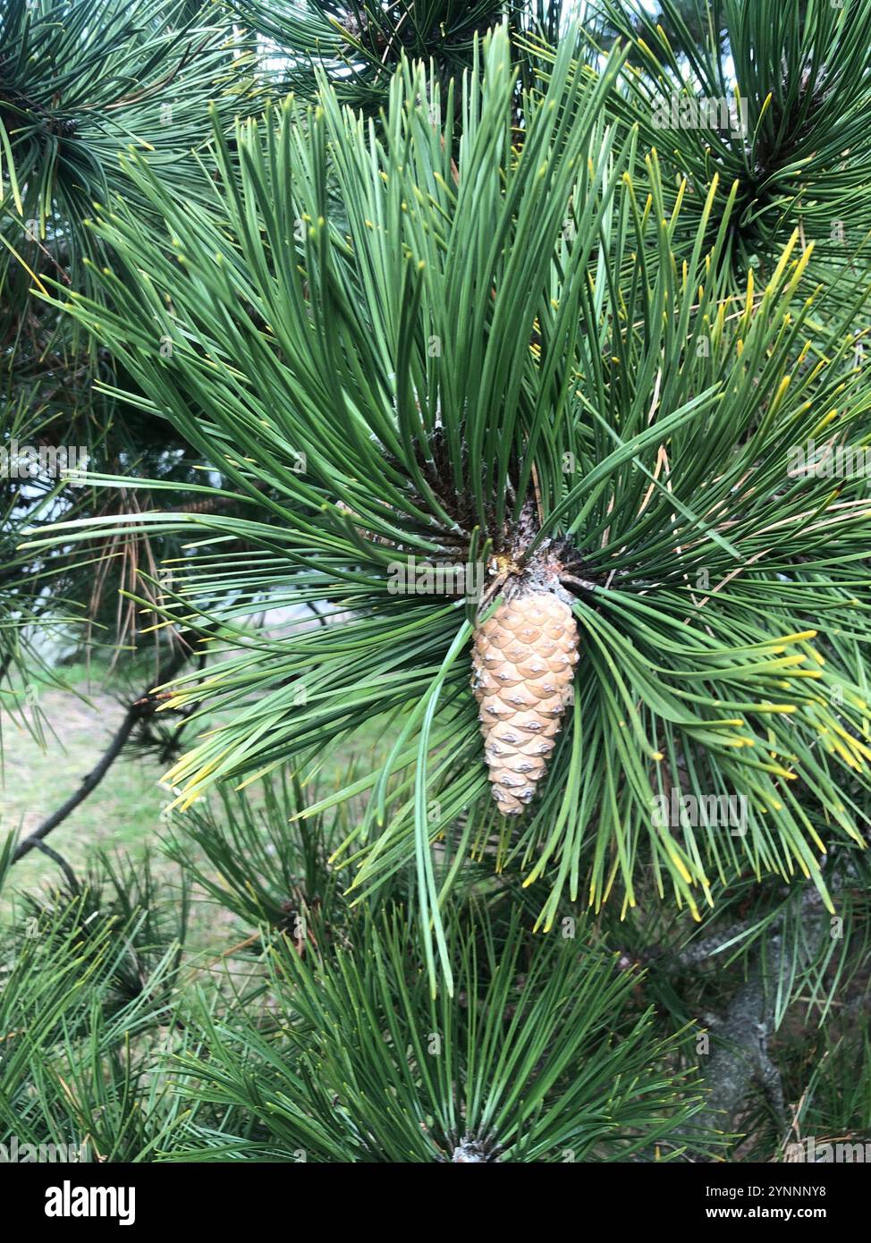 hard pines (Pinus Stock Photo - Alamy