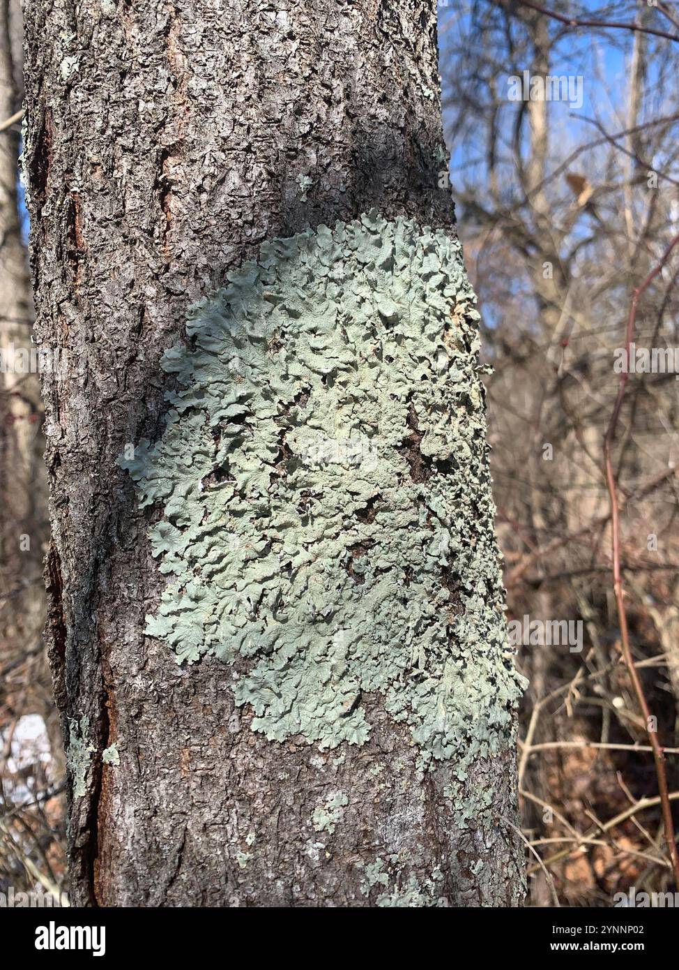 common greenshield lichen (Flavoparmelia caperata Stock Photo - Alamy