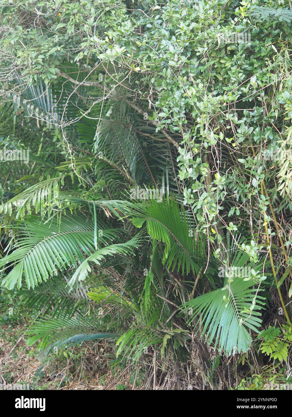 Arenga Palm (Arenga engleri Stock Photo - Alamy