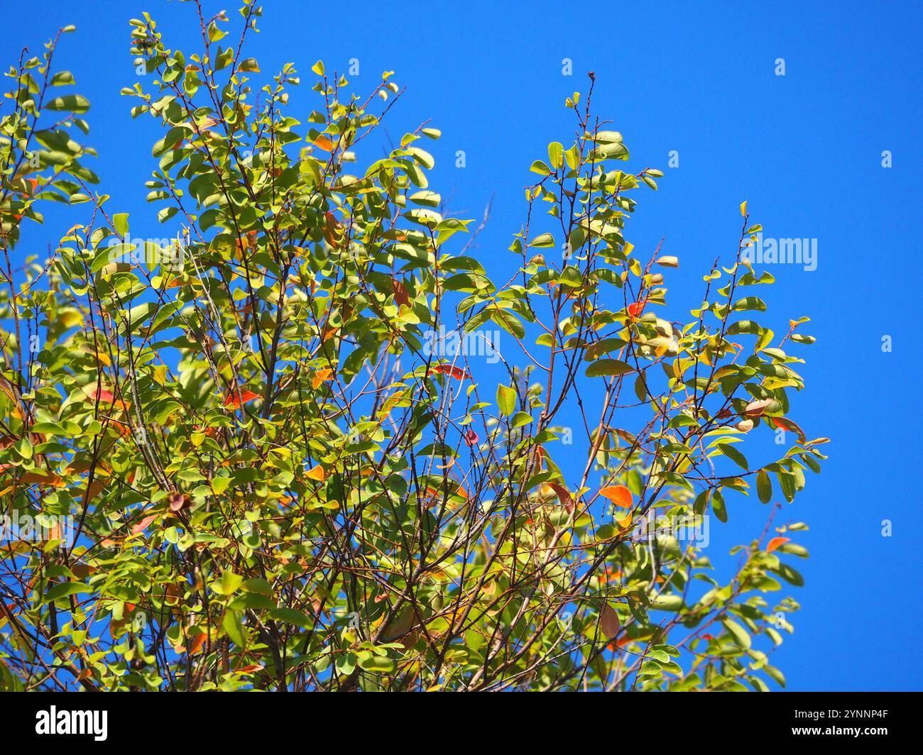 Pop-gun Seed (Bridelia tomentosa Stock Photo - Alamy