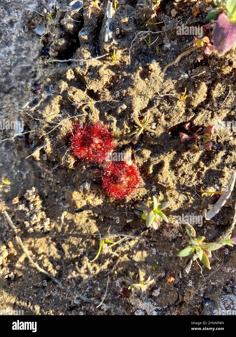 dwarf sundew (Drosera brevifolia Stock Photo - Alamy