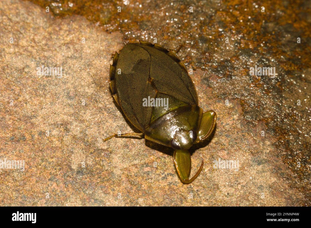 Creeping Water Bugs (Naucoridae Stock Photo - Alamy