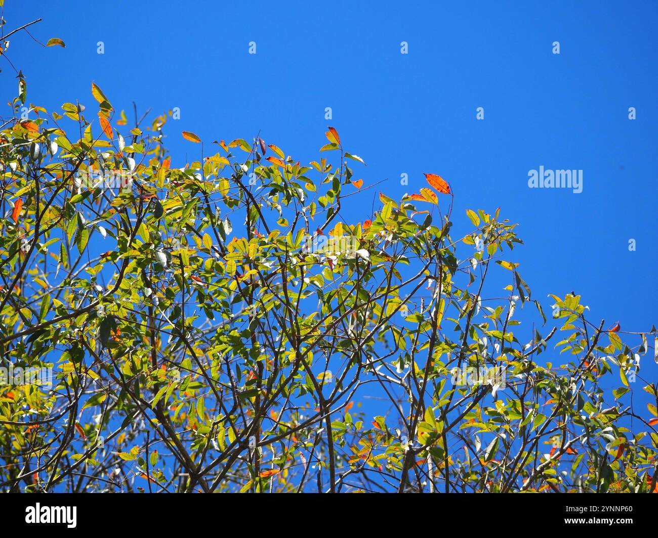 Japanese wax tree (Toxicodendron succedaneum Stock Photo - Alamy