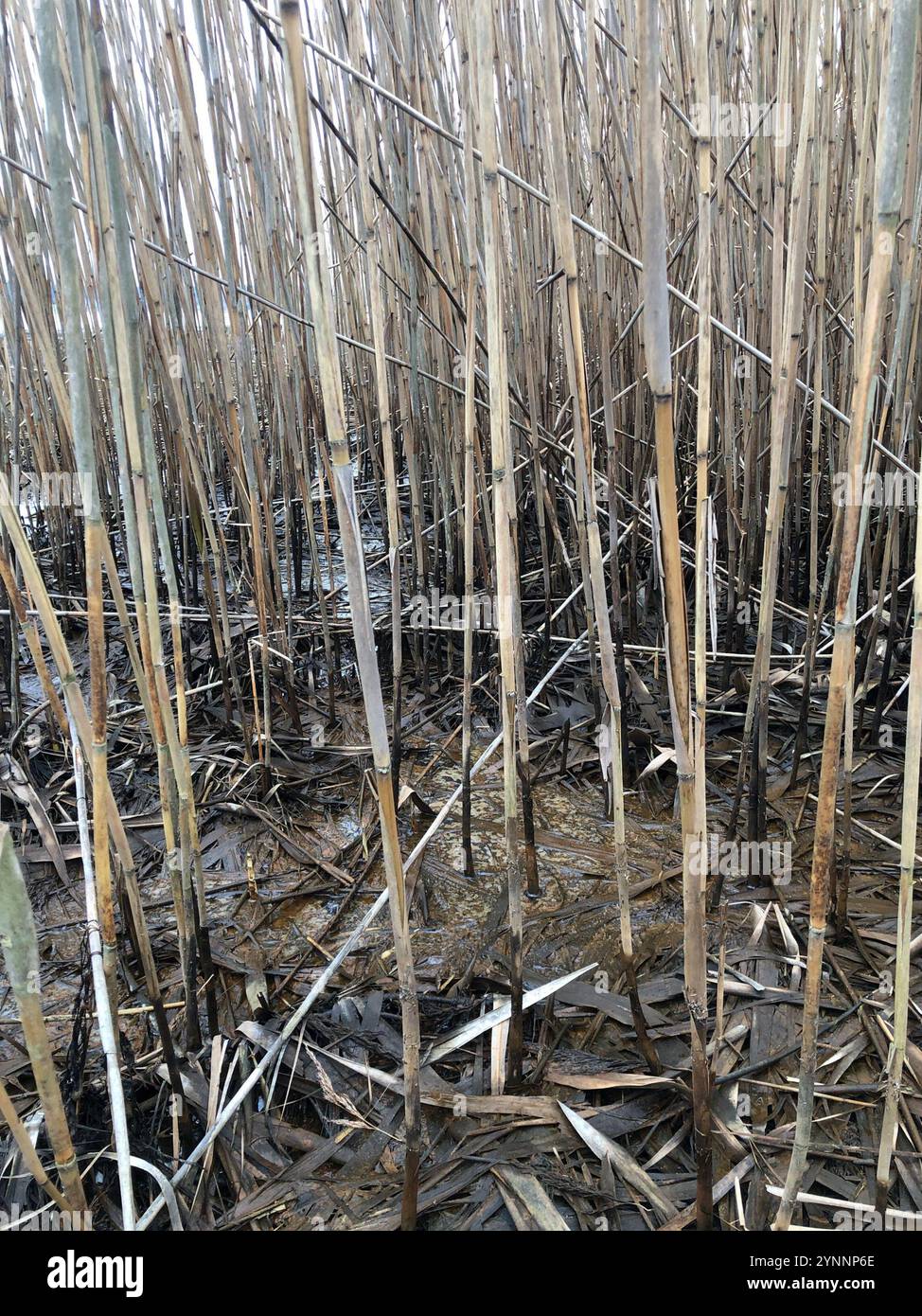 European reed (Phragmites australis australis Stock Photo - Alamy