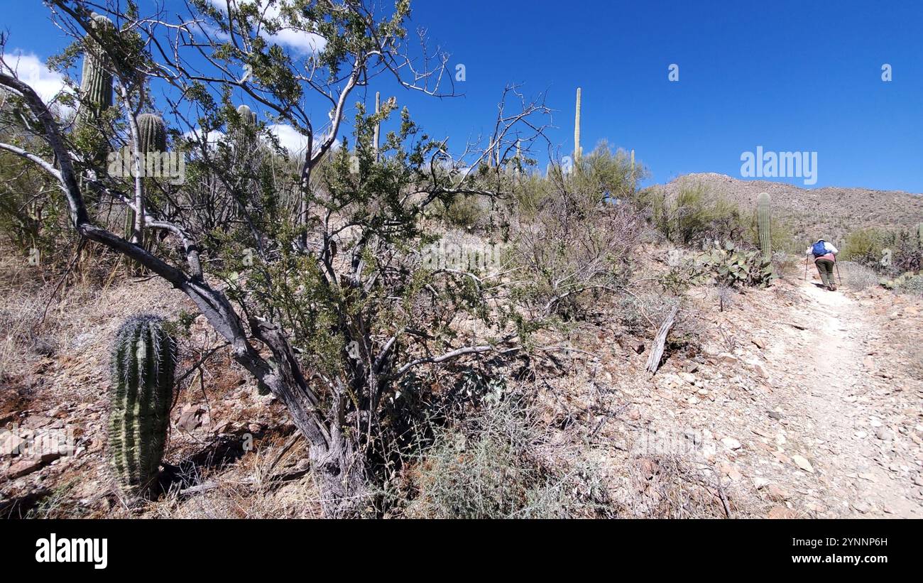 desert ironwood (Olneya tesota Stock Photo - Alamy