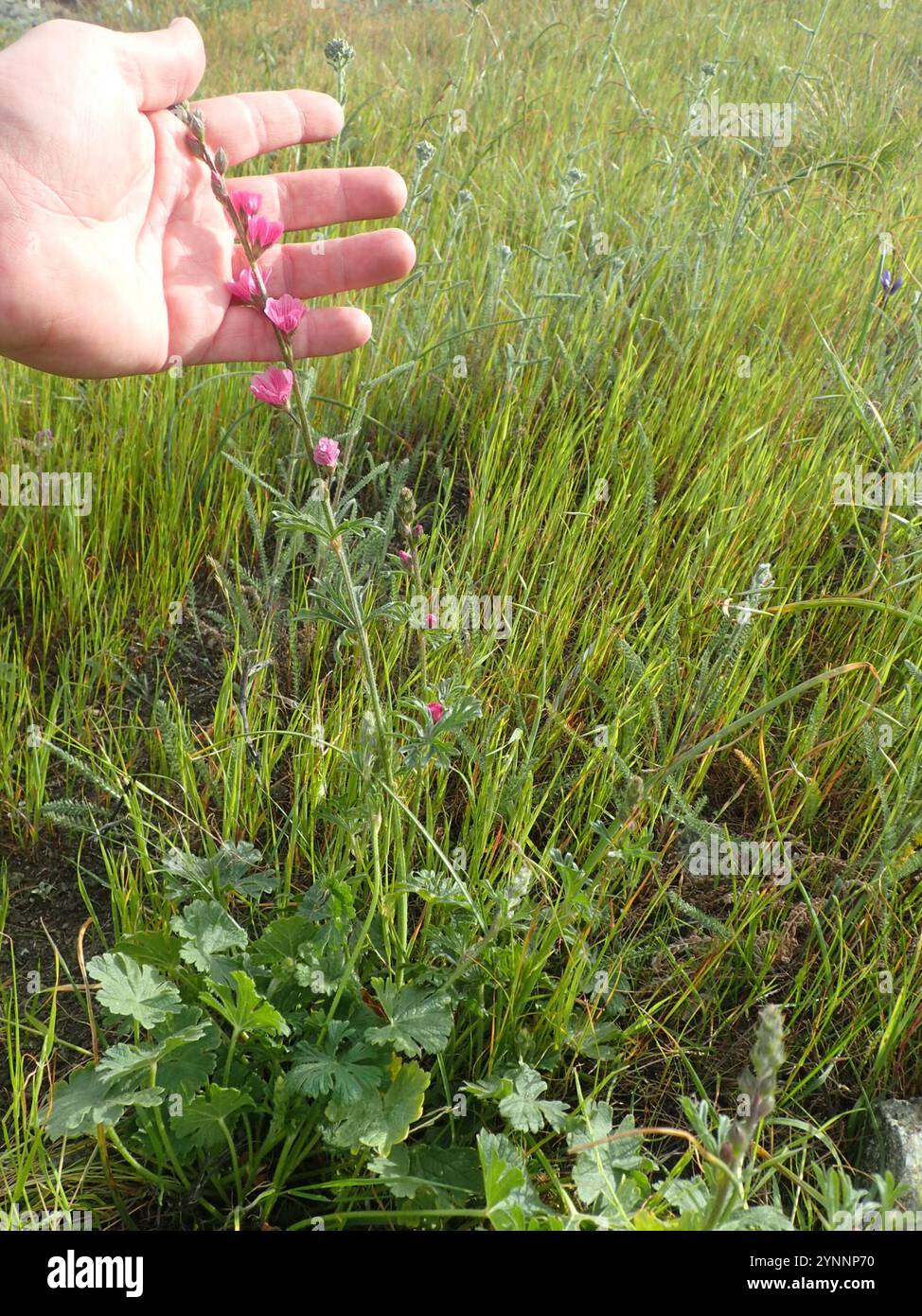 Dwarf Checkerbloom (Sidalcea malviflora malviflora Stock Photo - Alamy