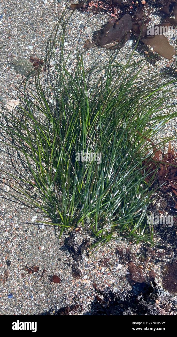 Torreys surfgrass hi-res stock photography and images - Alamy