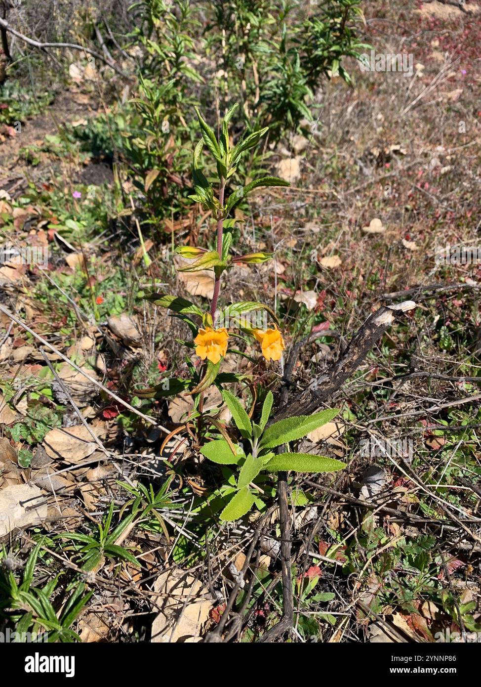 orange bush monkeyflower (Diplacus aurantiacus Stock Photo - Alamy