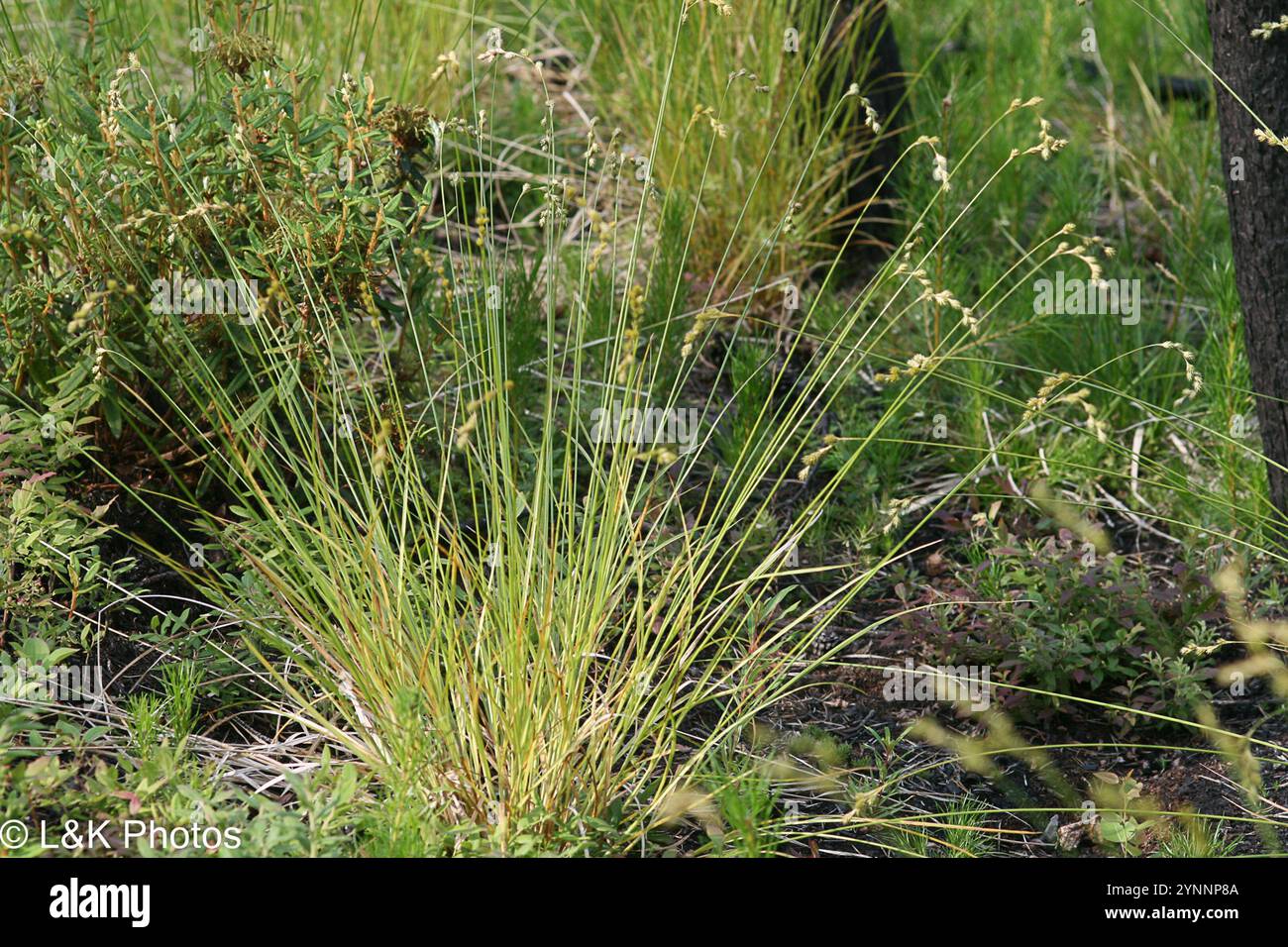 straw sedge (Carex foenea Stock Photo - Alamy
