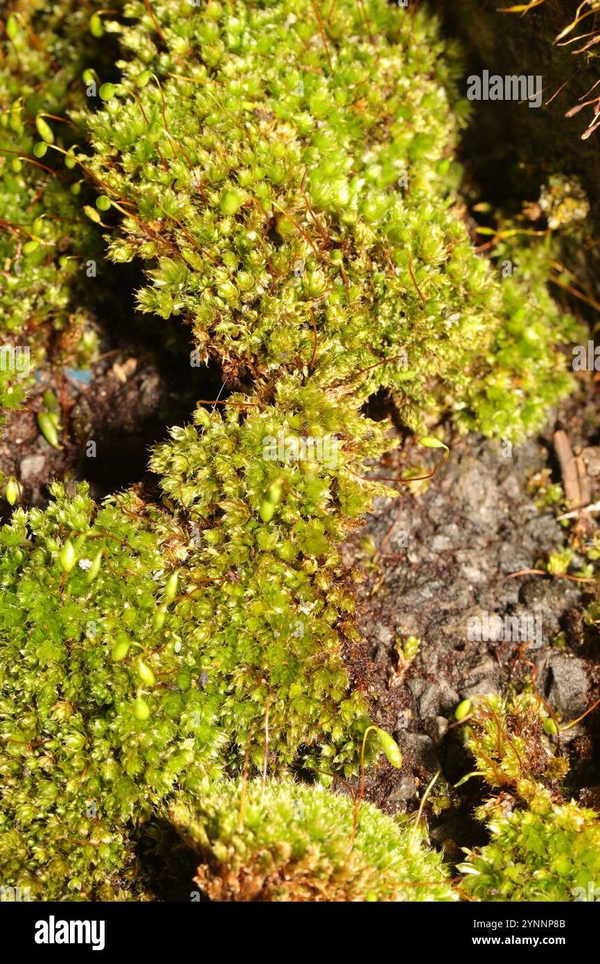 Capillary Thread-moss (Ptychostomum capillare Stock Photo - Alamy