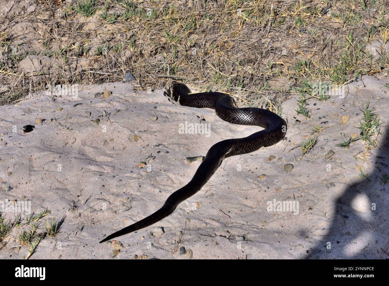 Mole Snake (Pseudaspis cana Stock Photo - Alamy
