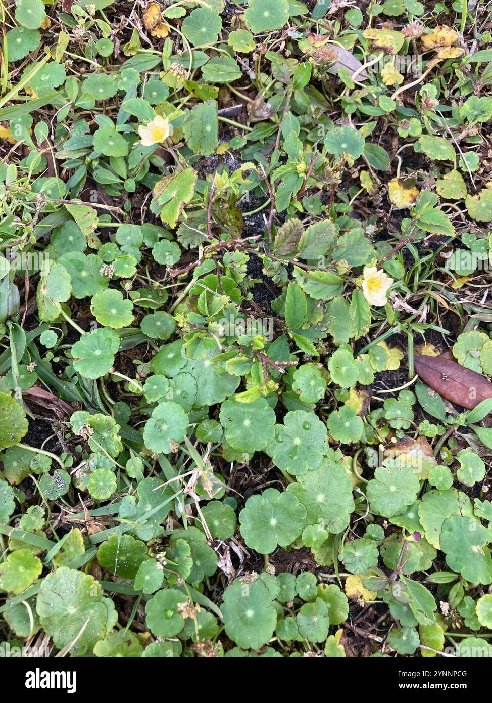 Common Fanpetals (Sida ulmifolia Stock Photo - Alamy