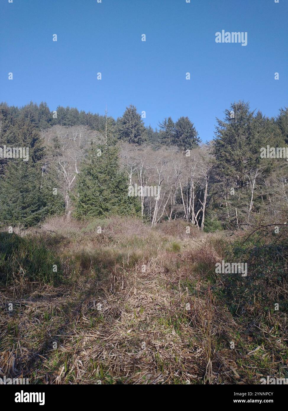 Red Alder (Alnus rubra Stock Photo - Alamy