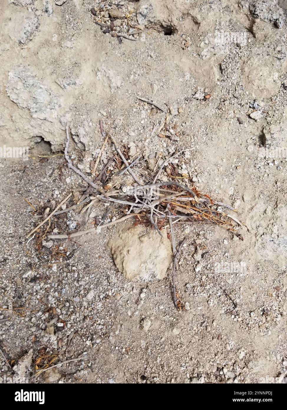 Neotoma hi-res stock photography and images - Alamy