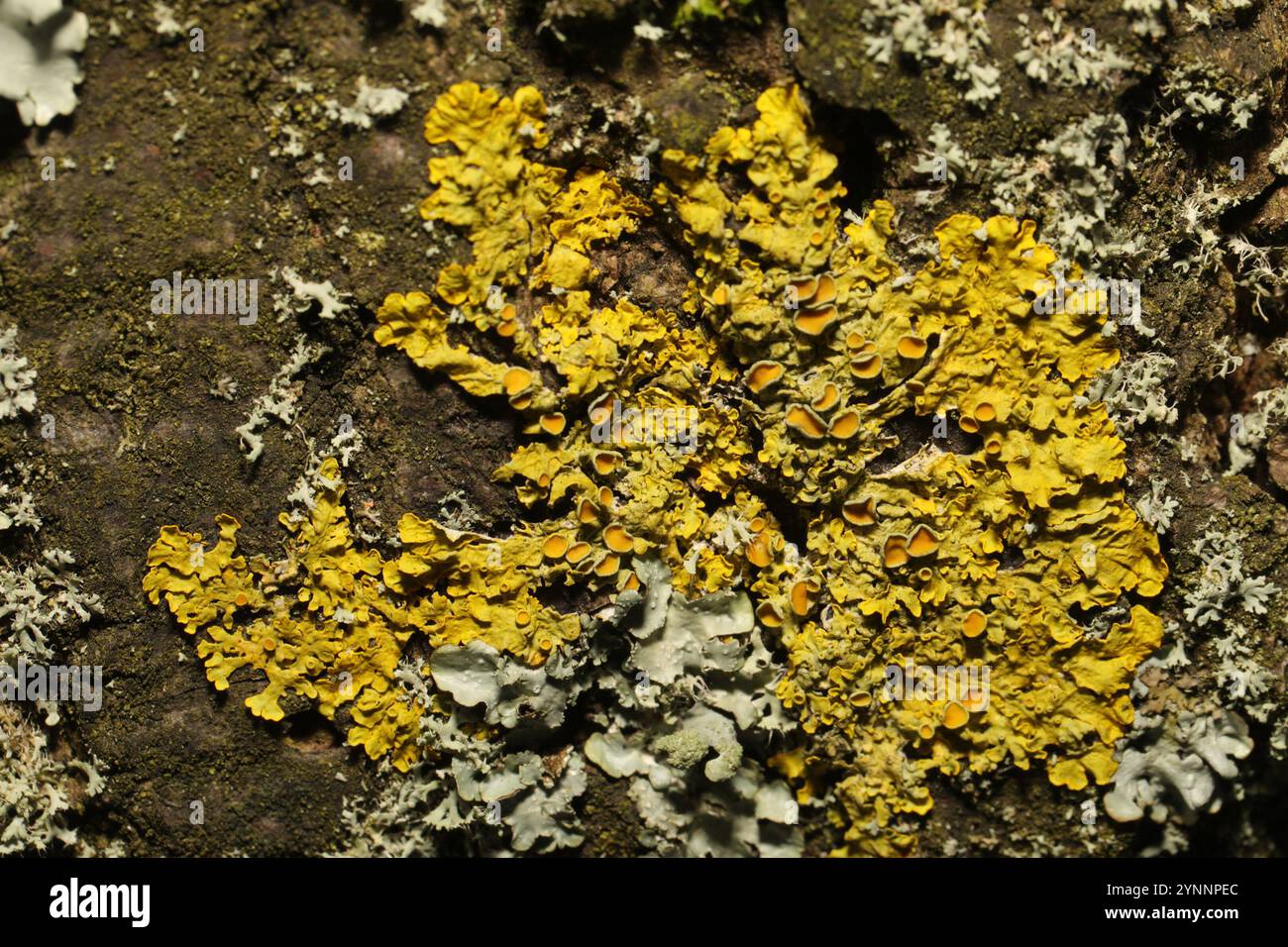 Common Sunburst Lichen (Xanthoria parietina Stock Photo - Alamy