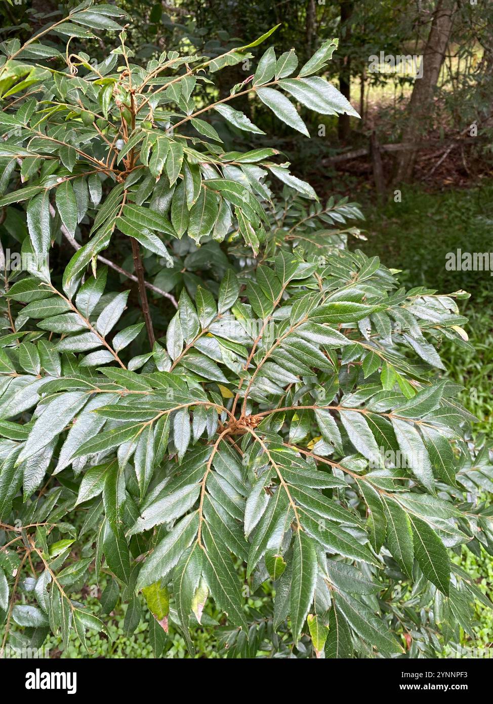 Jagera pseudorhus hi-res stock photography and images - Alamy