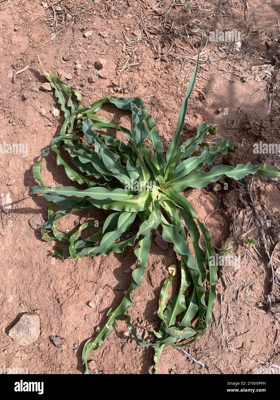 wavy-leafed soap plant (Chlorogalum pomeridianum Stock Photo - Alamy