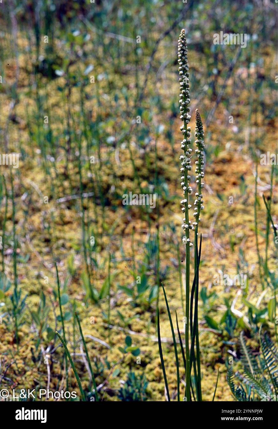 common arrowgrass (Triglochin maritima Stock Photo - Alamy