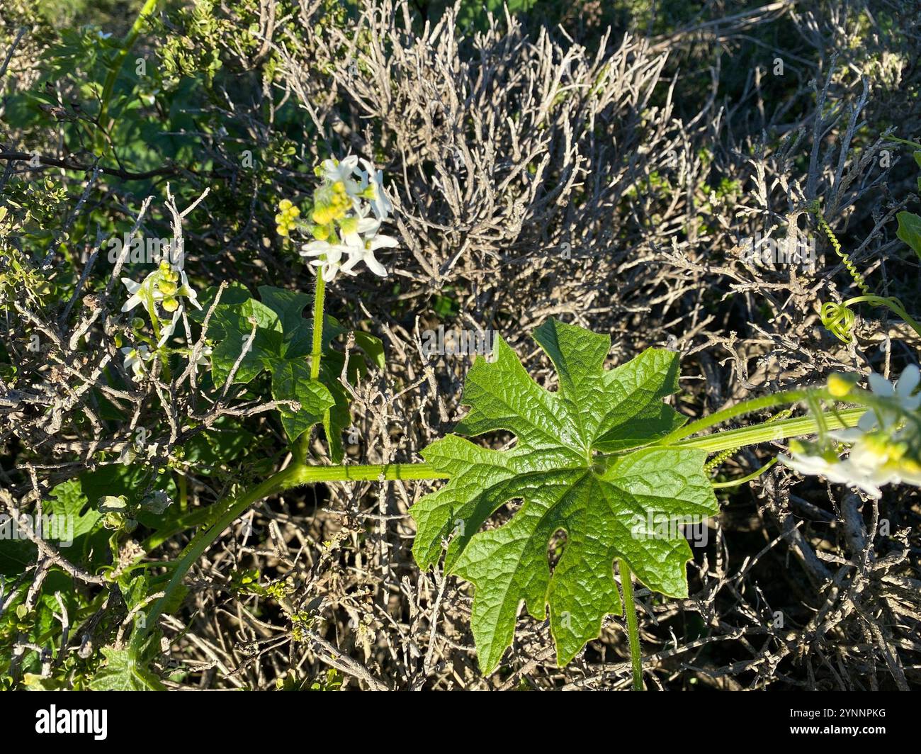 coastal manroot (Marah oregana Stock Photo - Alamy