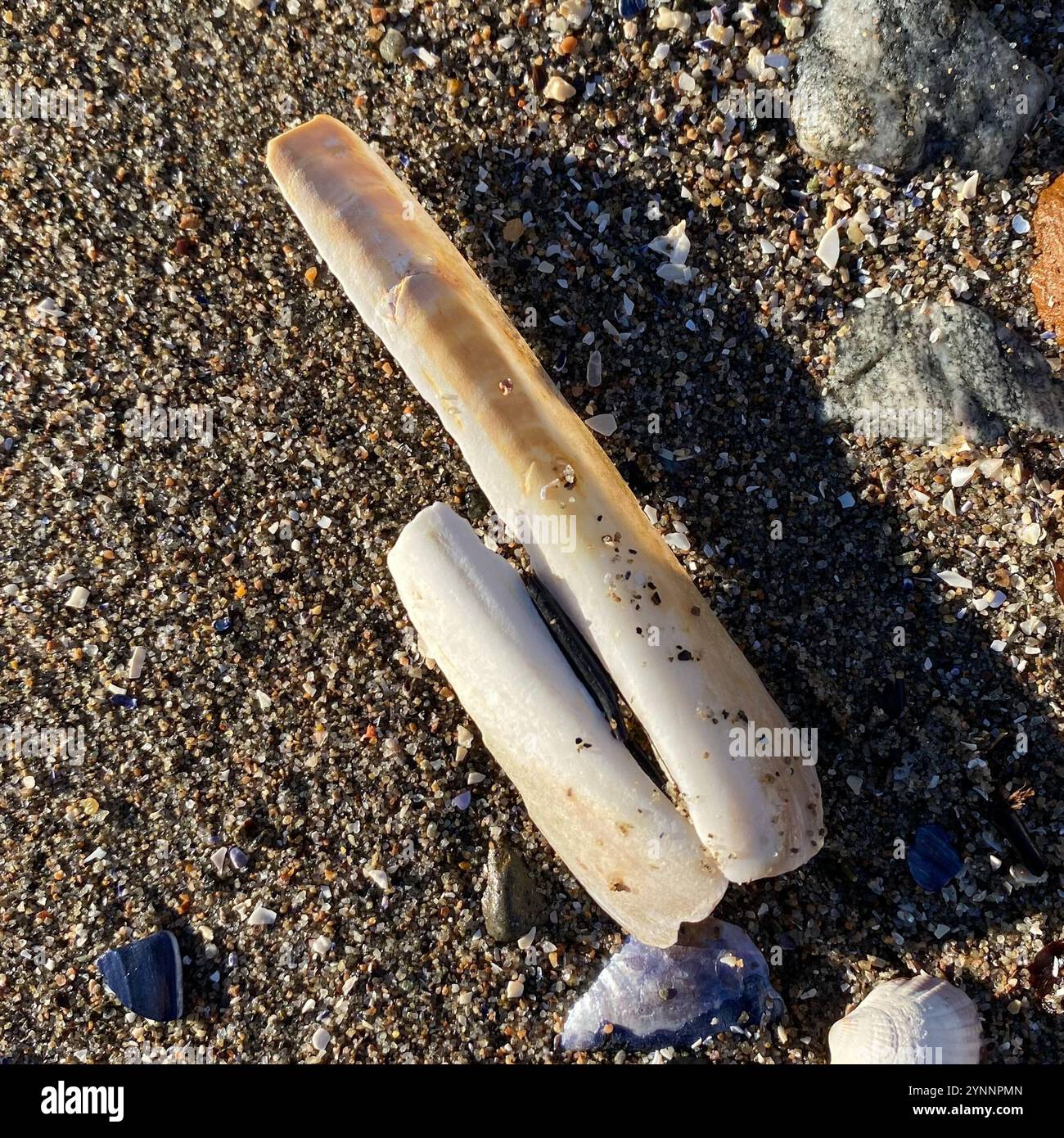 Jacknives and Razor Clams (Solenoidea Stock Photo - Alamy