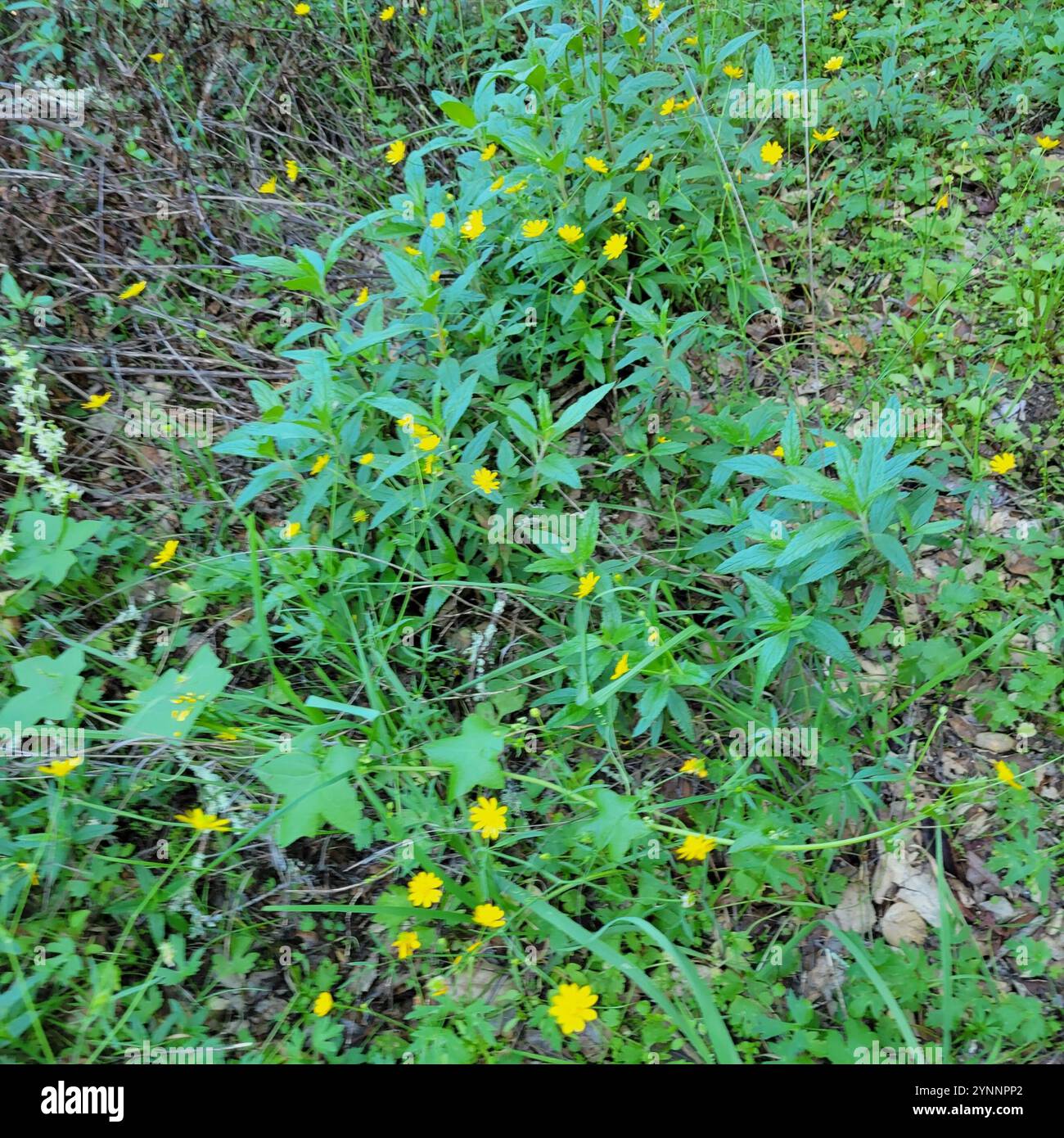 California buttercup (Ranunculus californicus Stock Photo - Alamy
